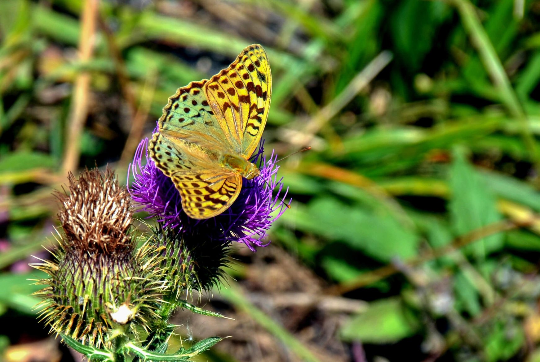 Birds and butterflies: Fall descends on Turkey’s Kars | Daily Sabah
