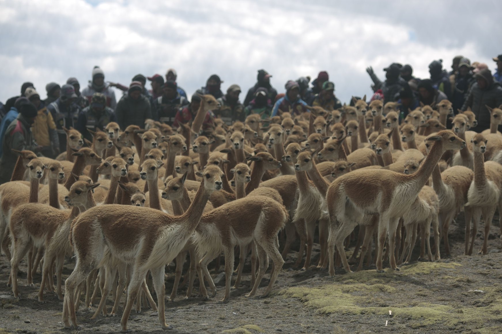 Herding, capturing and shearing of vicunas in Bolivia | Daily Sabah