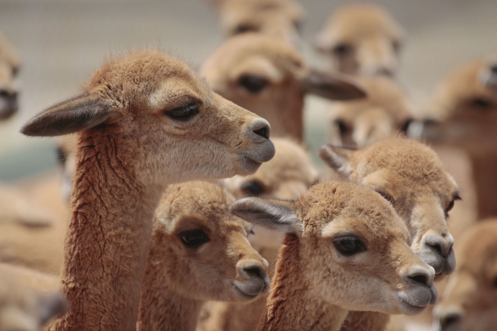 Herding, capturing and shearing of vicunas in Bolivia | Daily Sabah