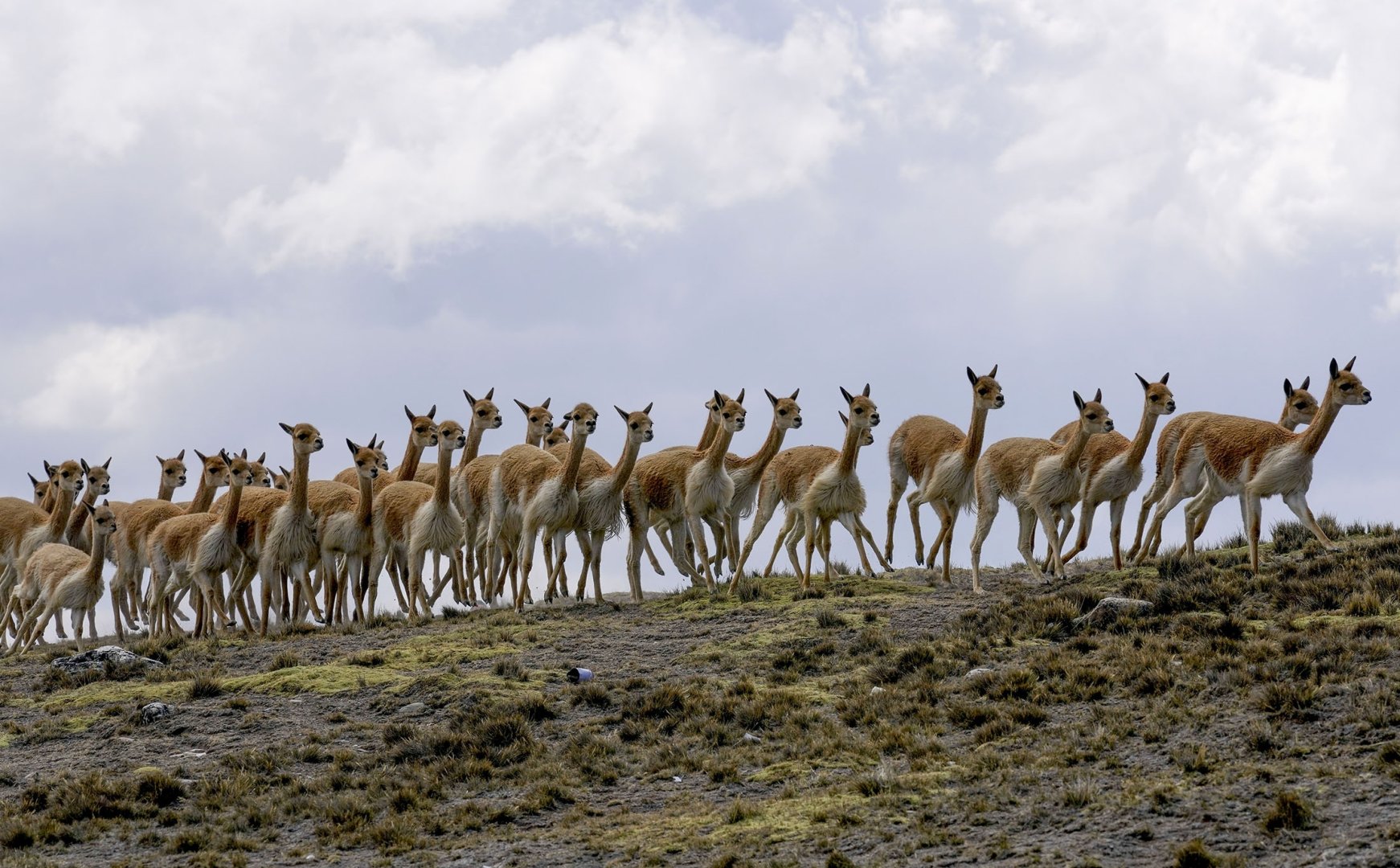Herding, capturing and shearing of vicunas in Bolivia | Daily Sabah