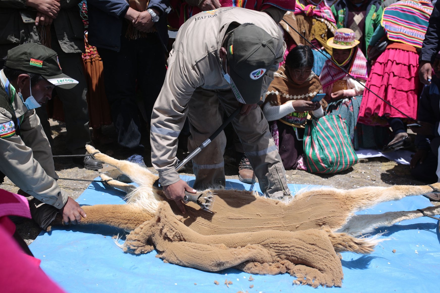 Herding, capturing and shearing of vicunas in Bolivia | Daily Sabah