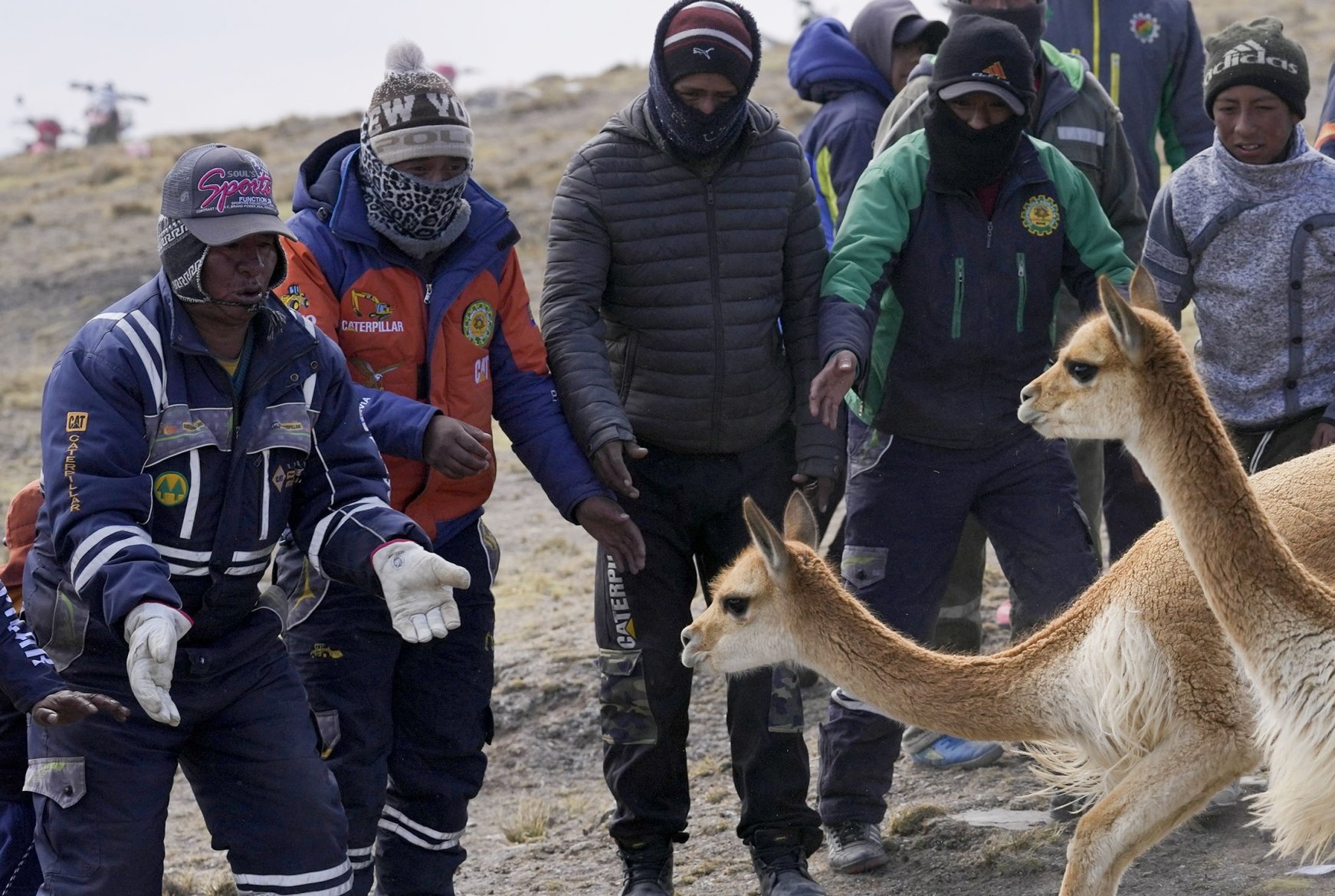 Herding, capturing and shearing of vicunas in Bolivia | Daily Sabah