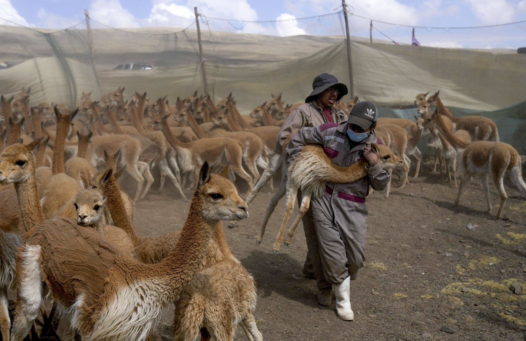 Herding, capturing and shearing of vicunas in Bolivia | Daily Sabah