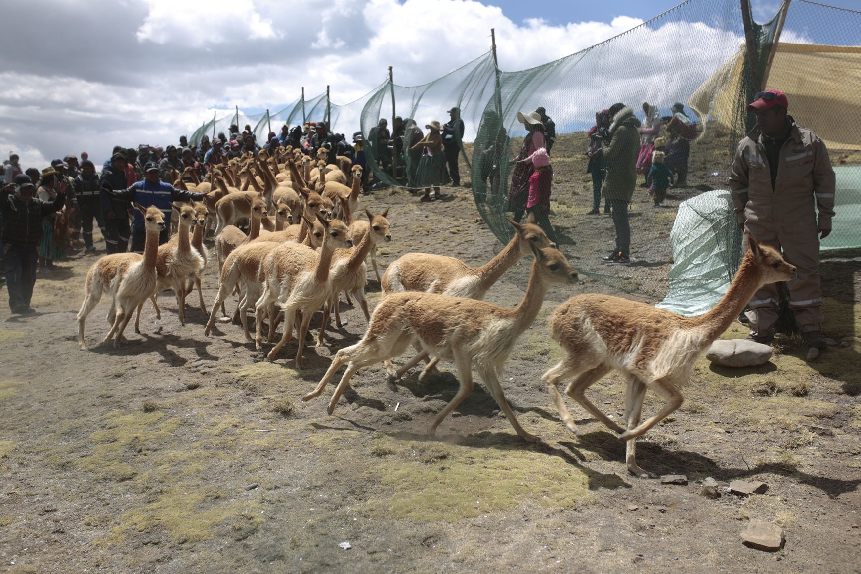Herding, capturing and shearing of vicunas in Bolivia | Daily Sabah