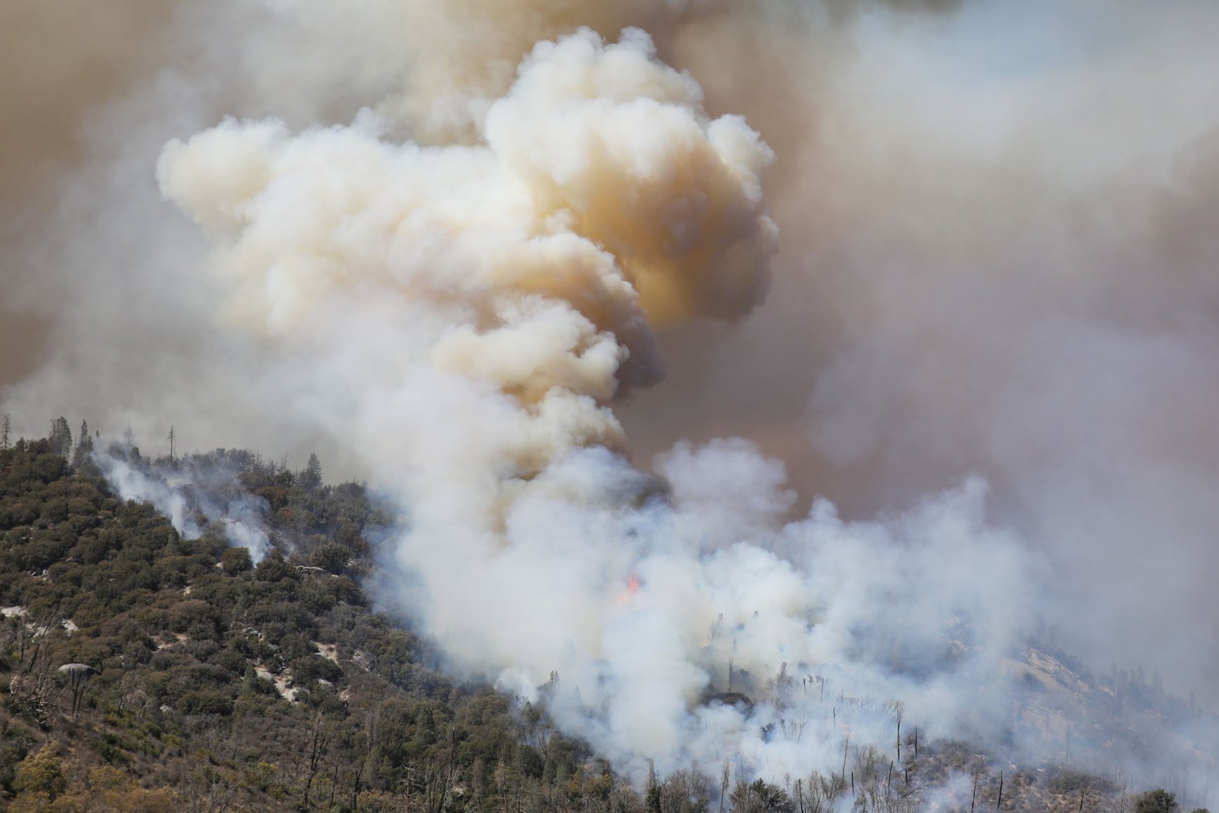 Iconic sequoia forest in California threatened by wildfires | Daily Sabah
