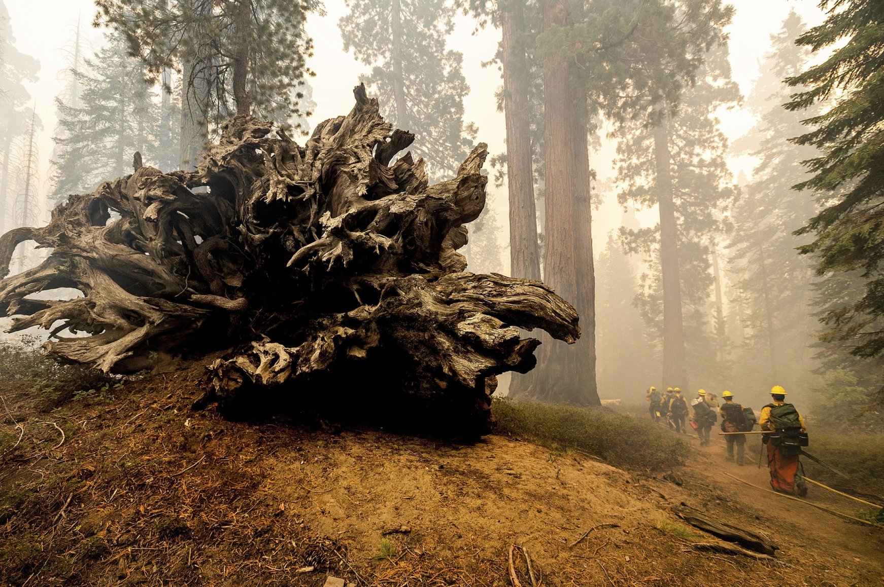 Iconic sequoia forest in California threatened by wildfires | Daily Sabah