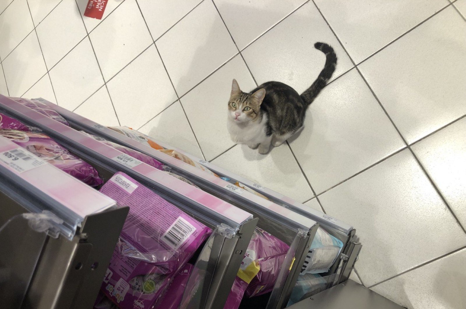 Istanbul's 'beggar cat' tricks shoppers to score 10 meals a day | Daily ...