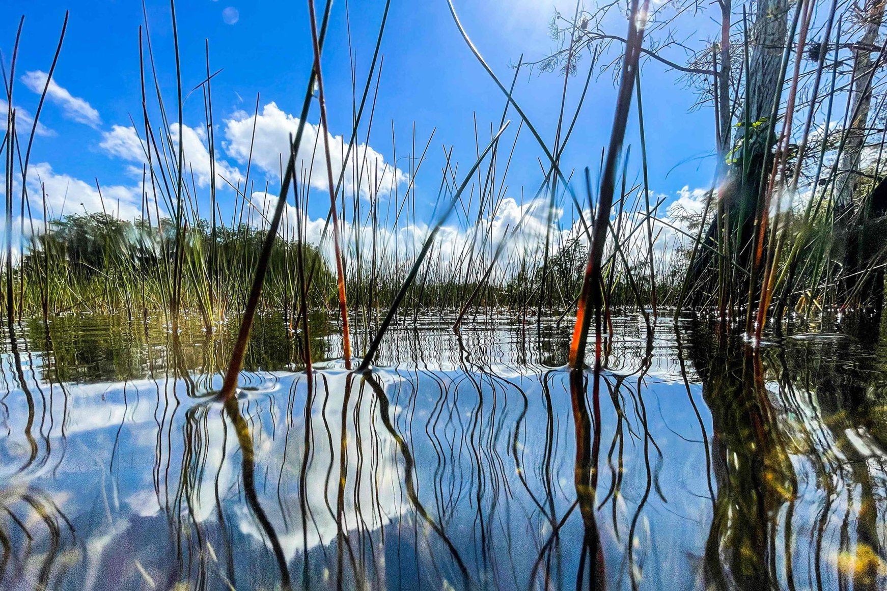 Climate change puts US' subtropical Everglades wetlands at risk | Daily ...