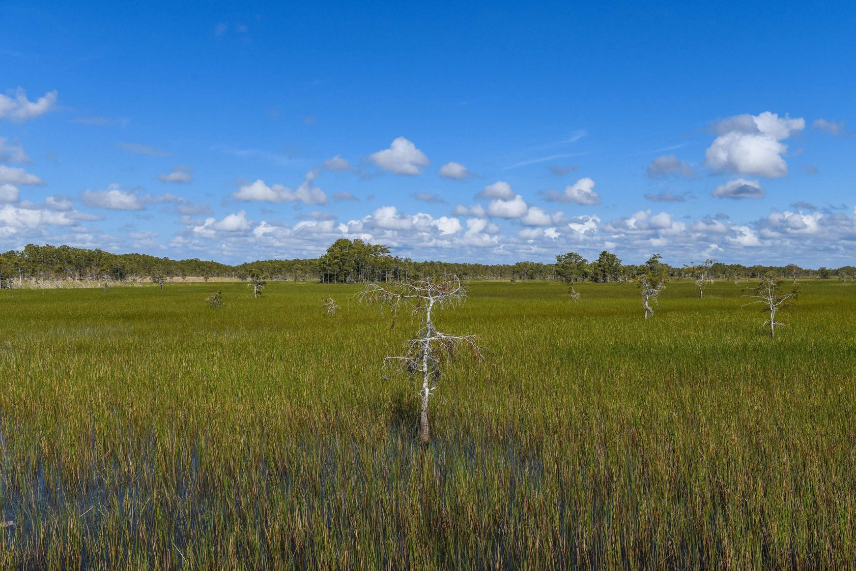 Climate change puts US' subtropical Everglades wetlands at risk | Daily ...