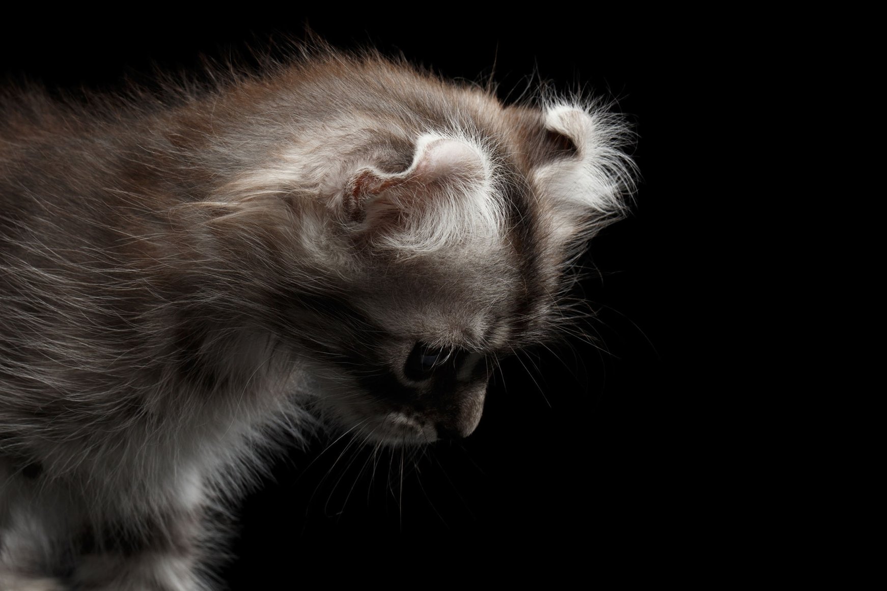 Good things come in small packages: 10 smallest cat breeds | Daily Sabah