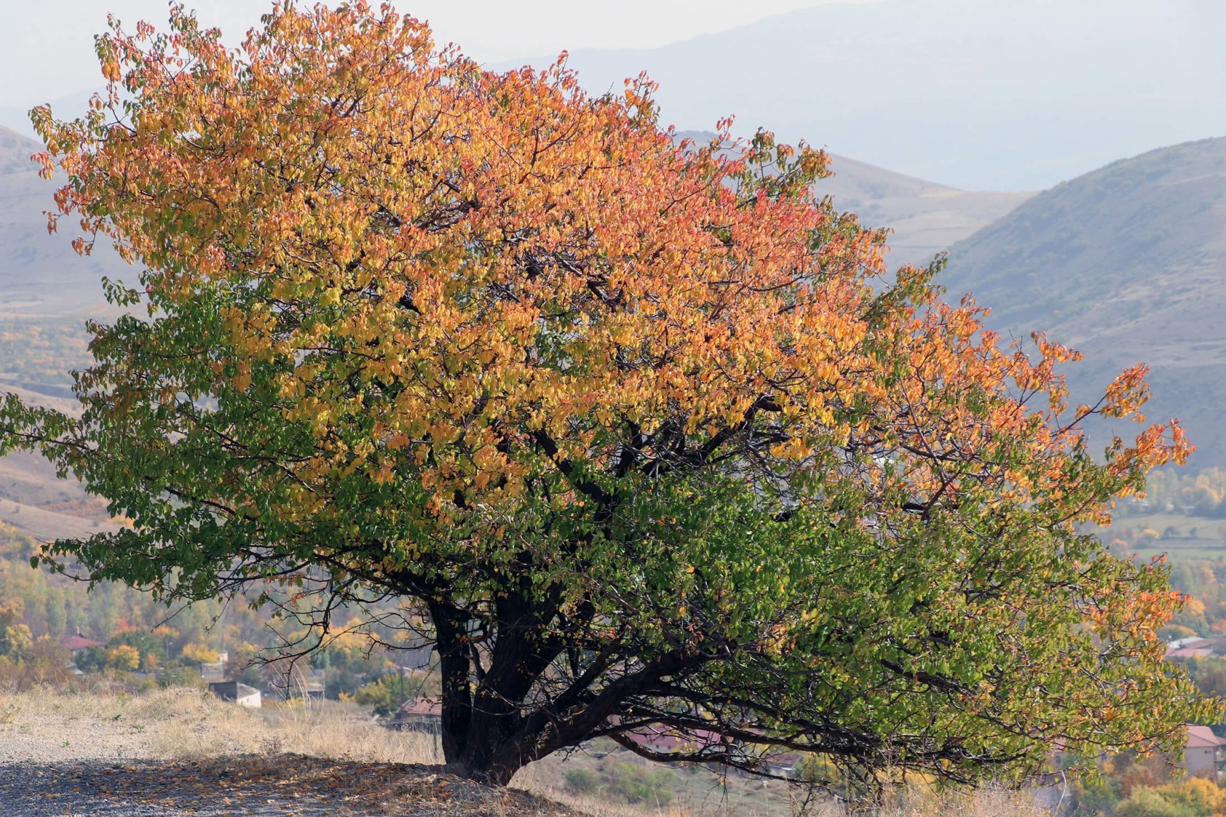 Fall paints Turkey in hues of orange as trees change color | Daily Sabah