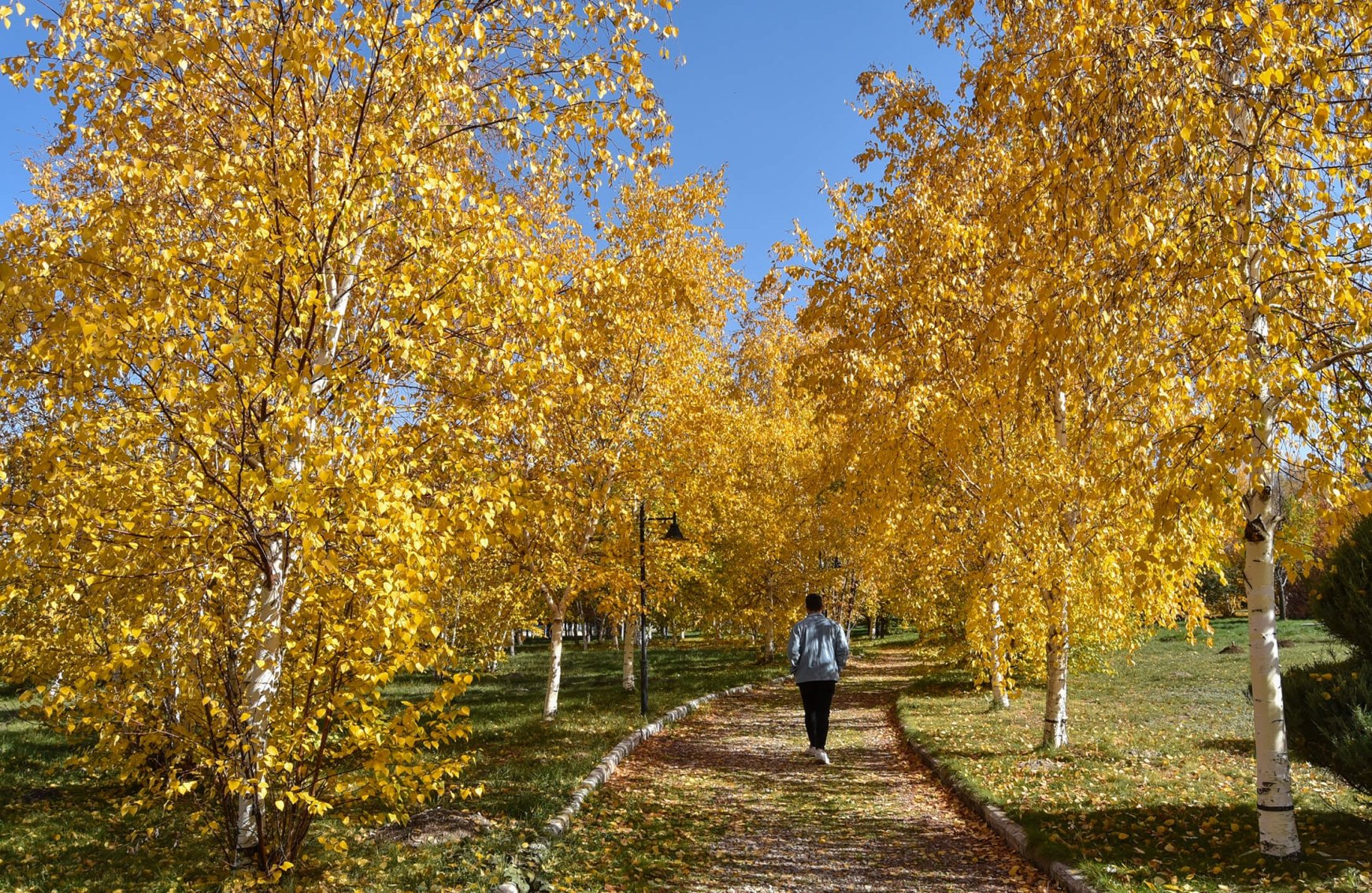 Fall paints Turkey in hues of orange as trees change color | Daily Sabah