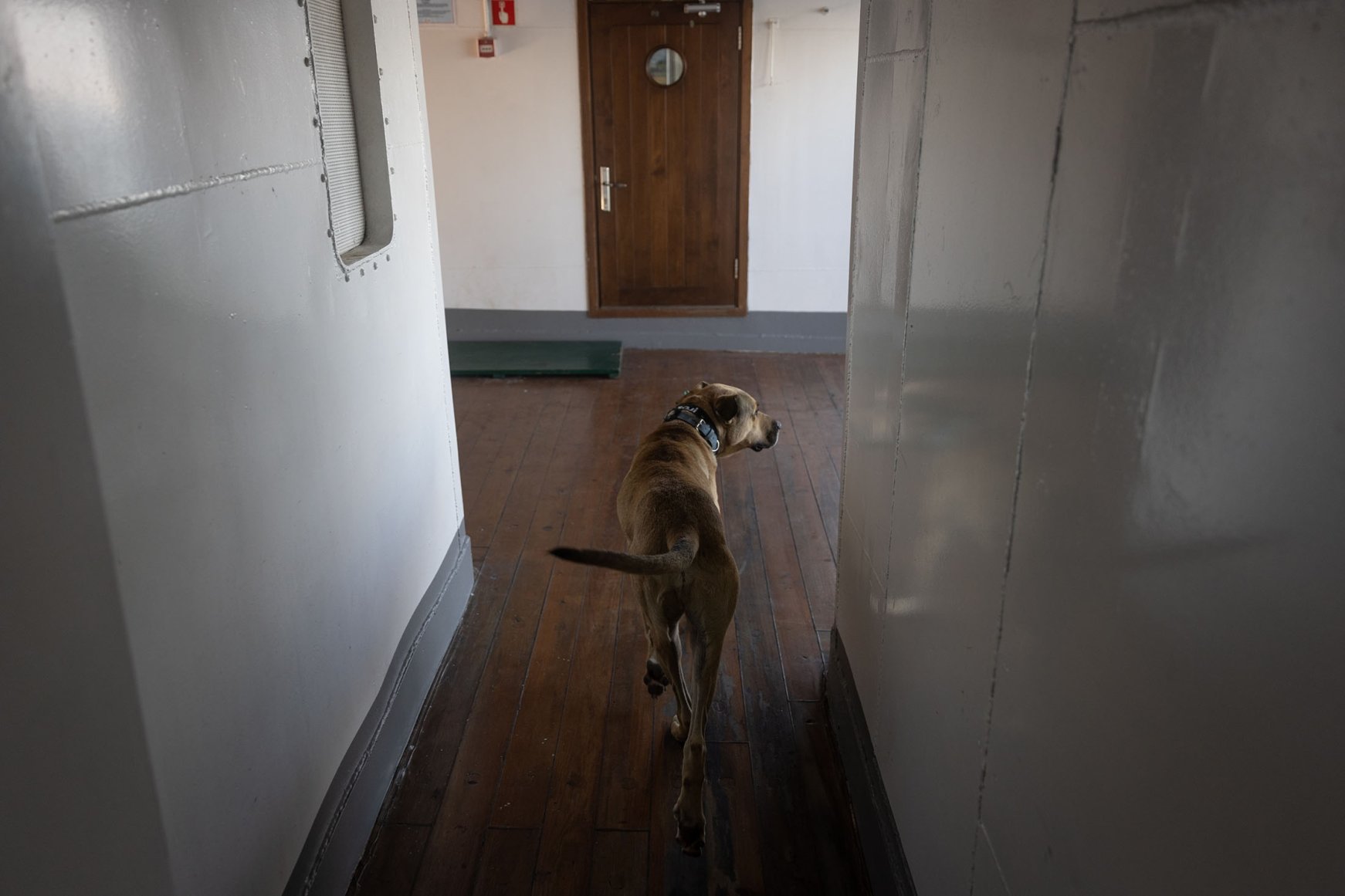 Istanbul unleashed: Meet Boji the commuting canine | Daily Sabah