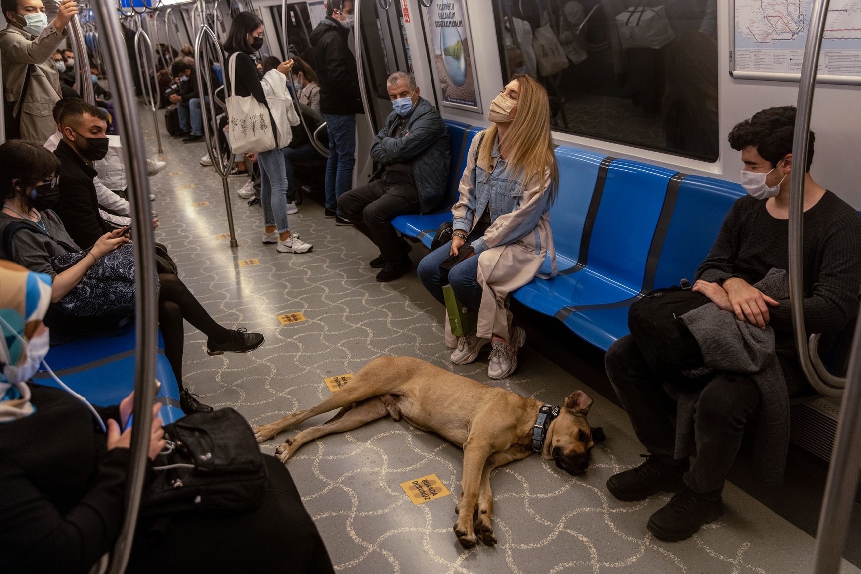 Istanbul unleashed: Meet Boji the commuting canine | Daily Sabah