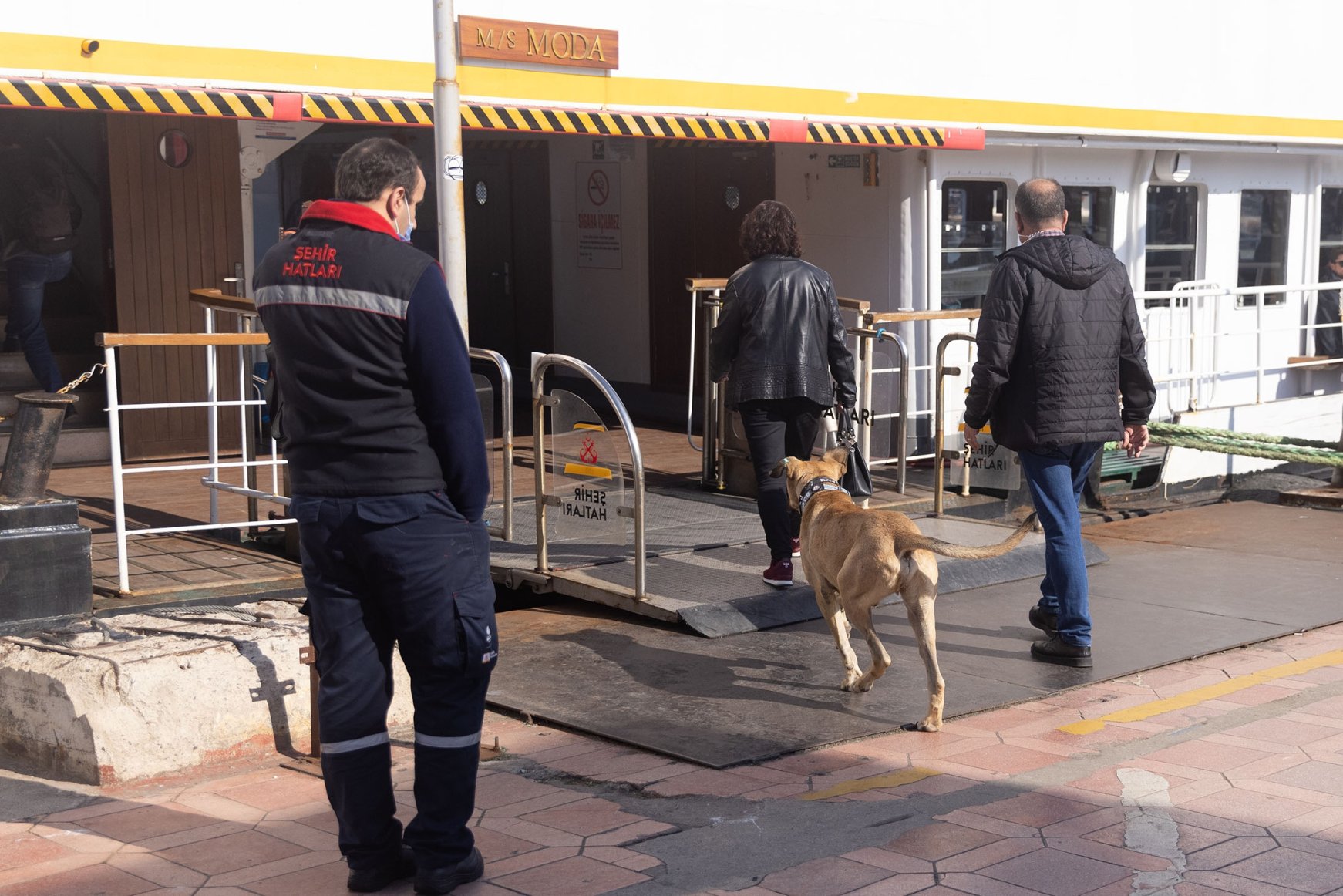 Istanbul unleashed: Meet Boji the commuting canine | Daily Sabah