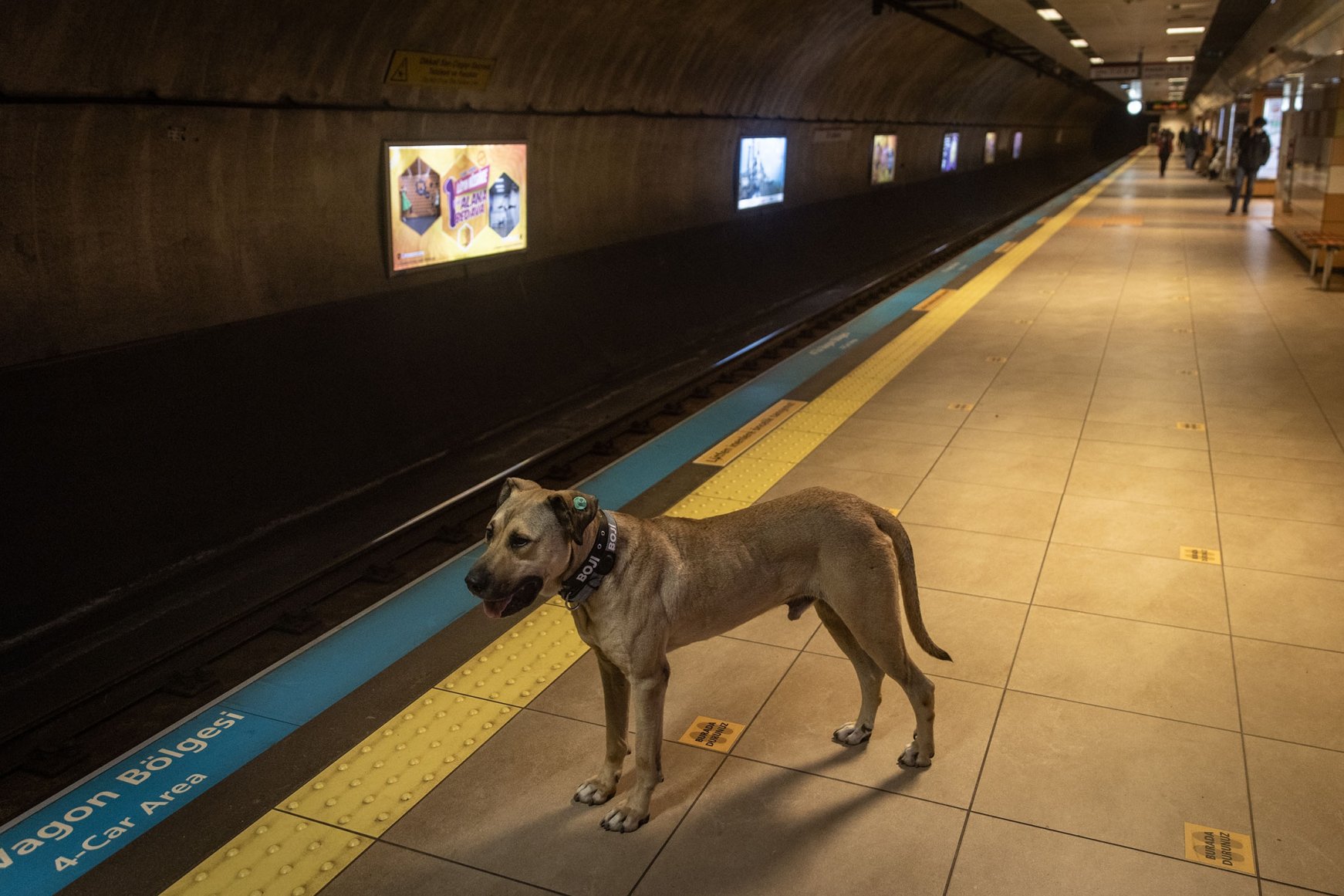 Istanbul unleashed: Meet Boji the commuting canine | Daily Sabah