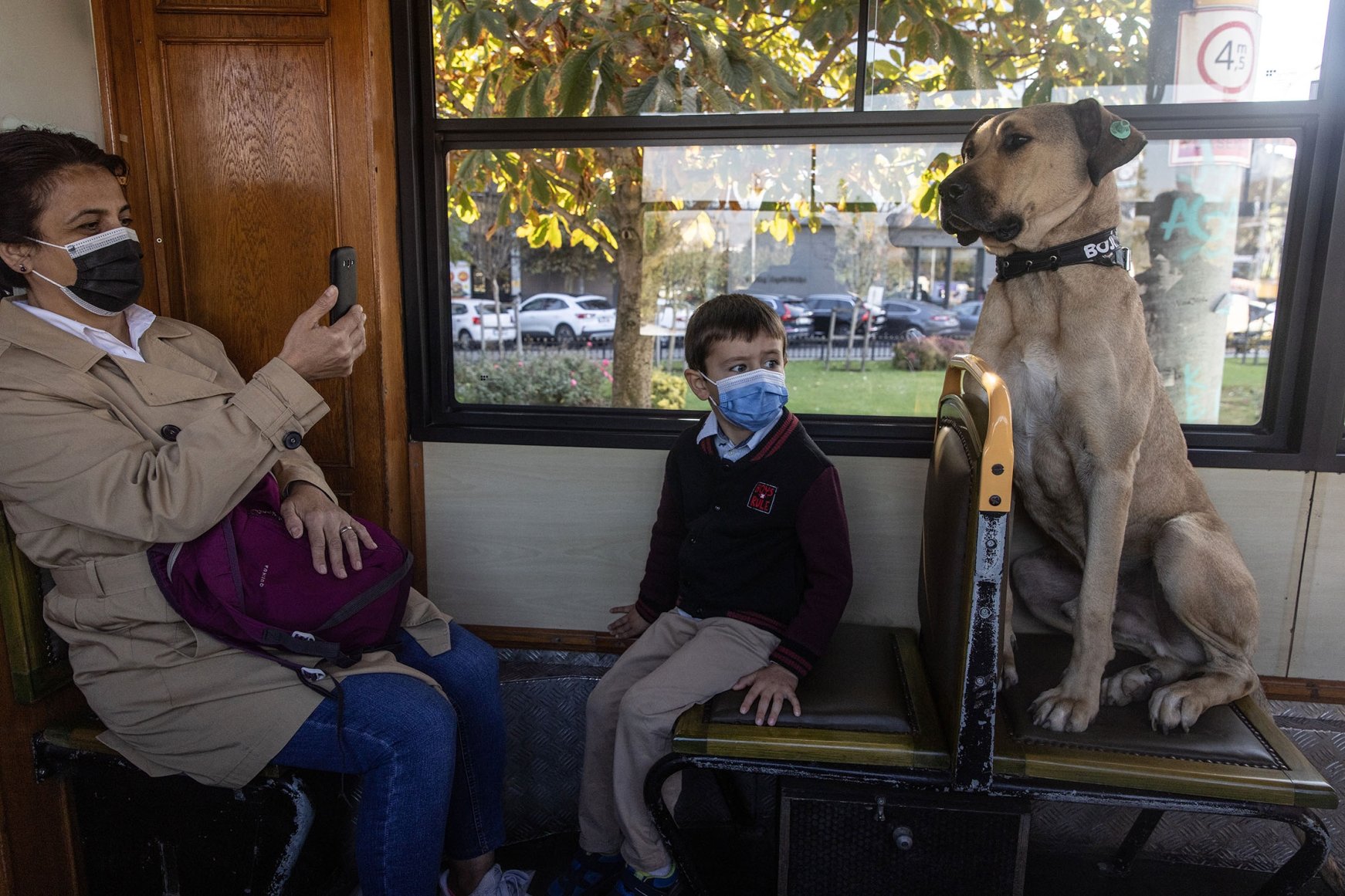 Istanbul unleashed: Meet Boji the commuting canine | Daily Sabah