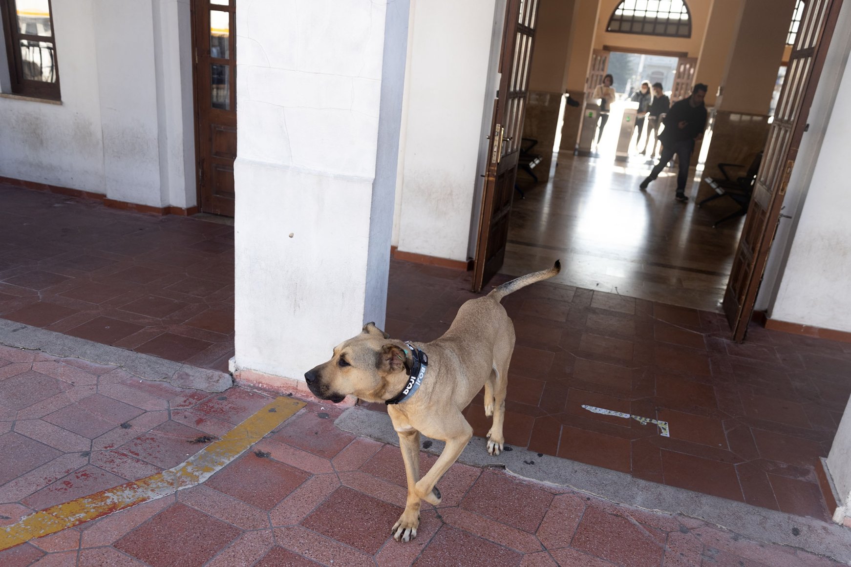 Istanbul unleashed: Meet Boji the commuting canine | Daily Sabah