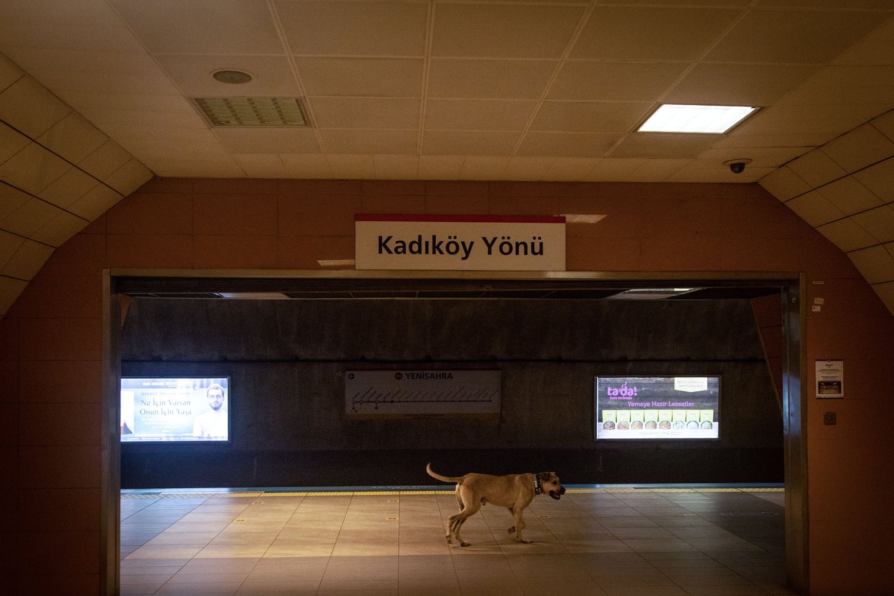 Istanbul unleashed: Meet Boji the commuting canine | Daily Sabah