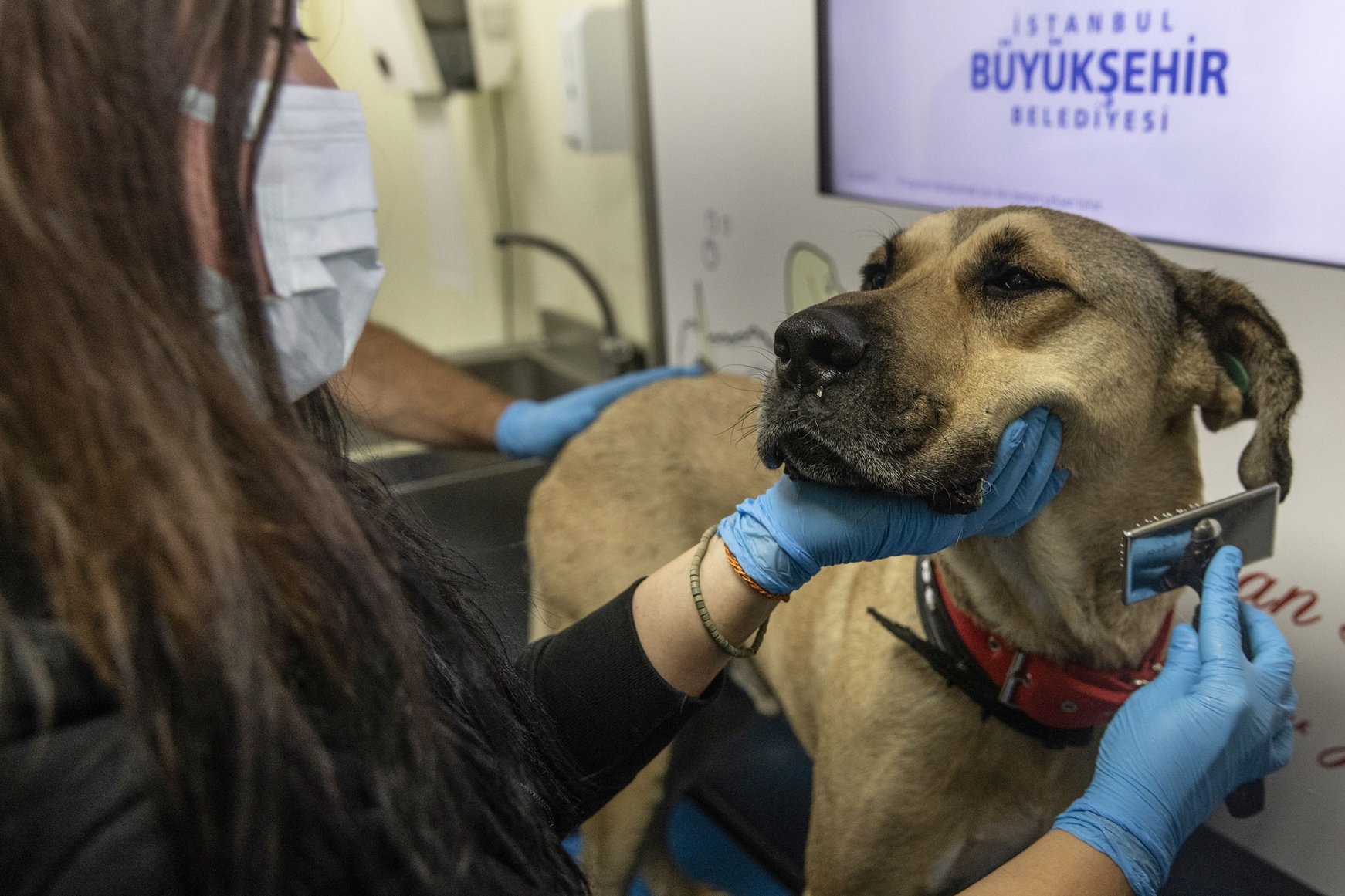 Istanbul unleashed: Meet Boji the commuting canine | Daily Sabah