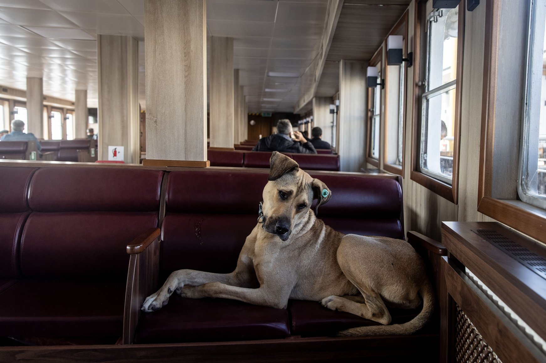 Istanbul unleashed: Meet Boji the commuting canine | Daily Sabah