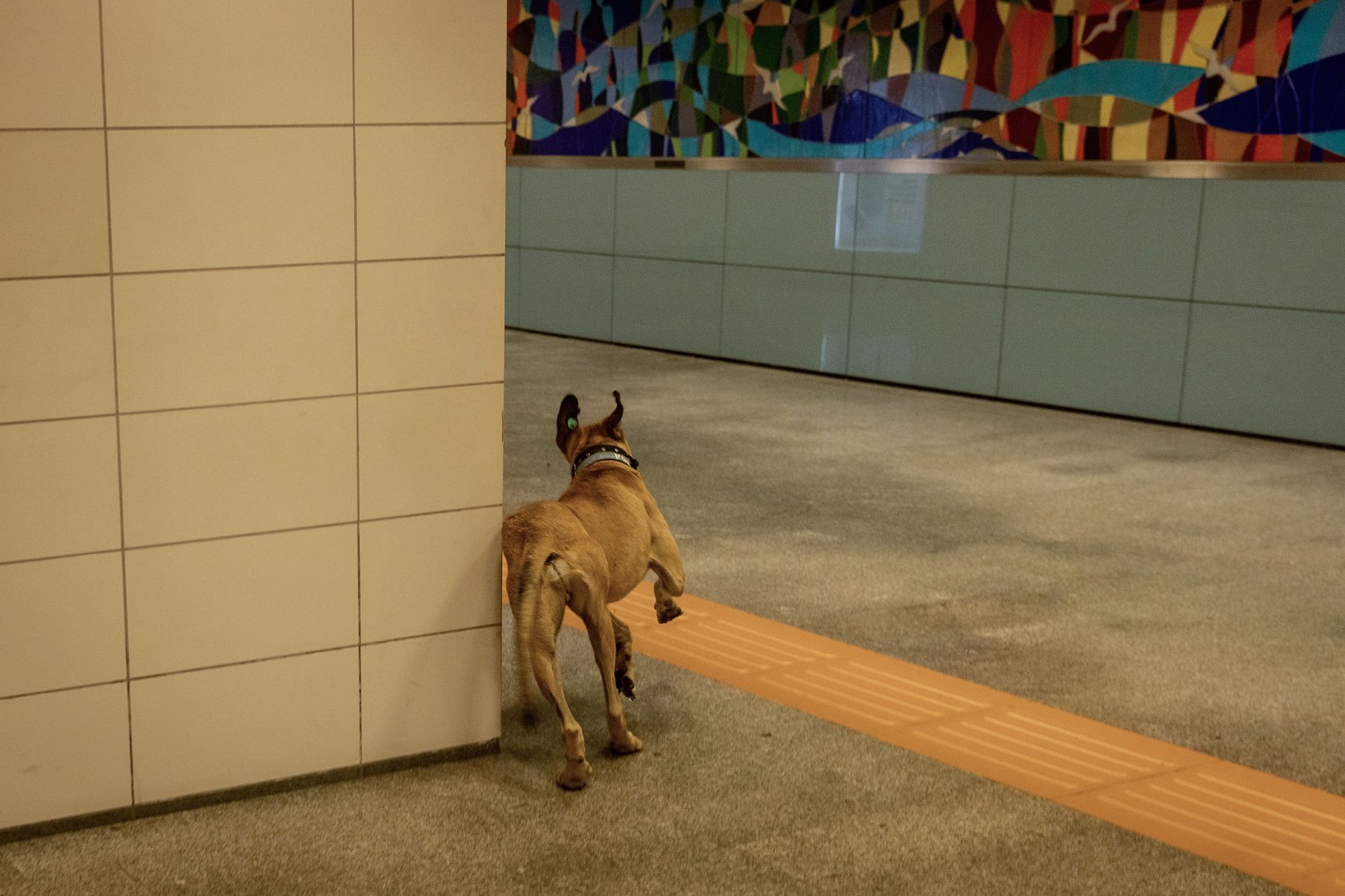 Istanbul unleashed: Meet Boji the commuting canine | Daily Sabah