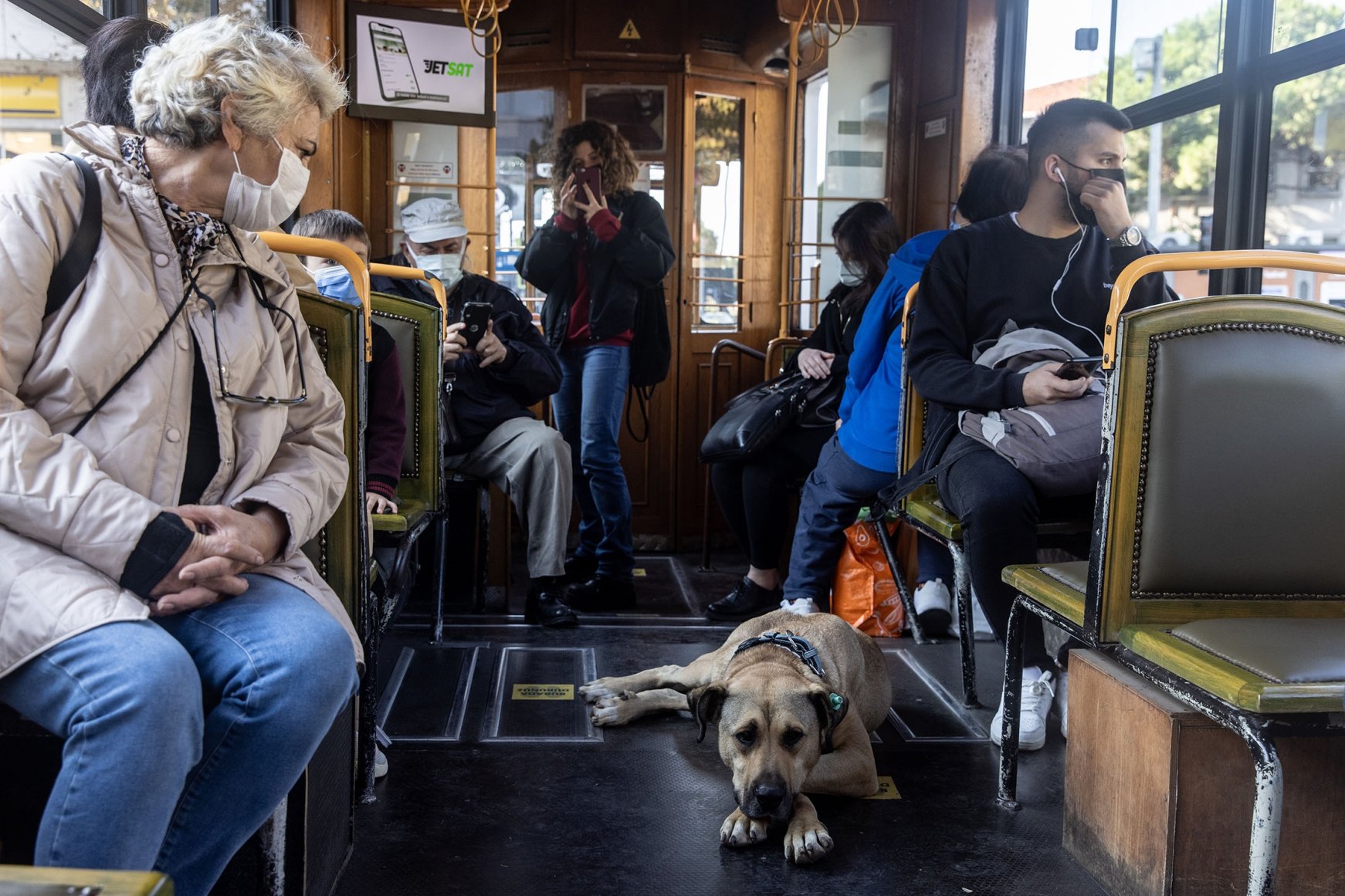 Istanbul unleashed: Meet Boji the commuting canine | Daily Sabah