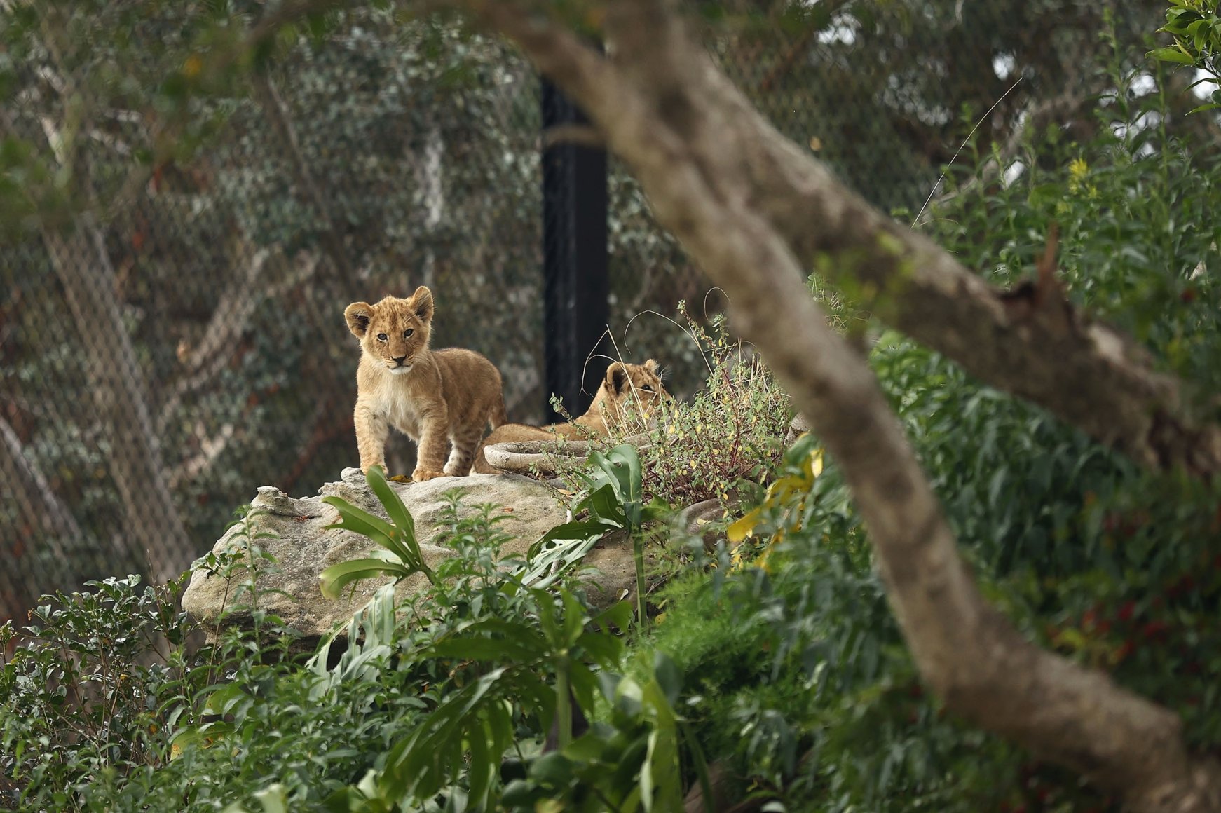 Photoshoot of the cute kind: Lion cubs make debut in Australian Zoo ...