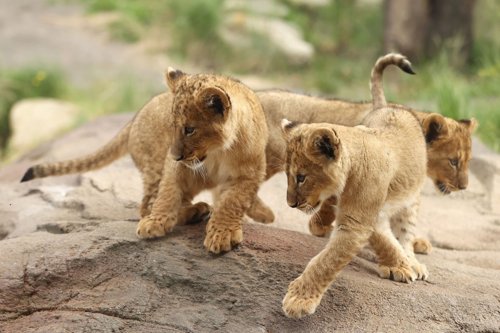 Photoshoot of the cute kind: Lion cubs make debut in Australian Zoo ...