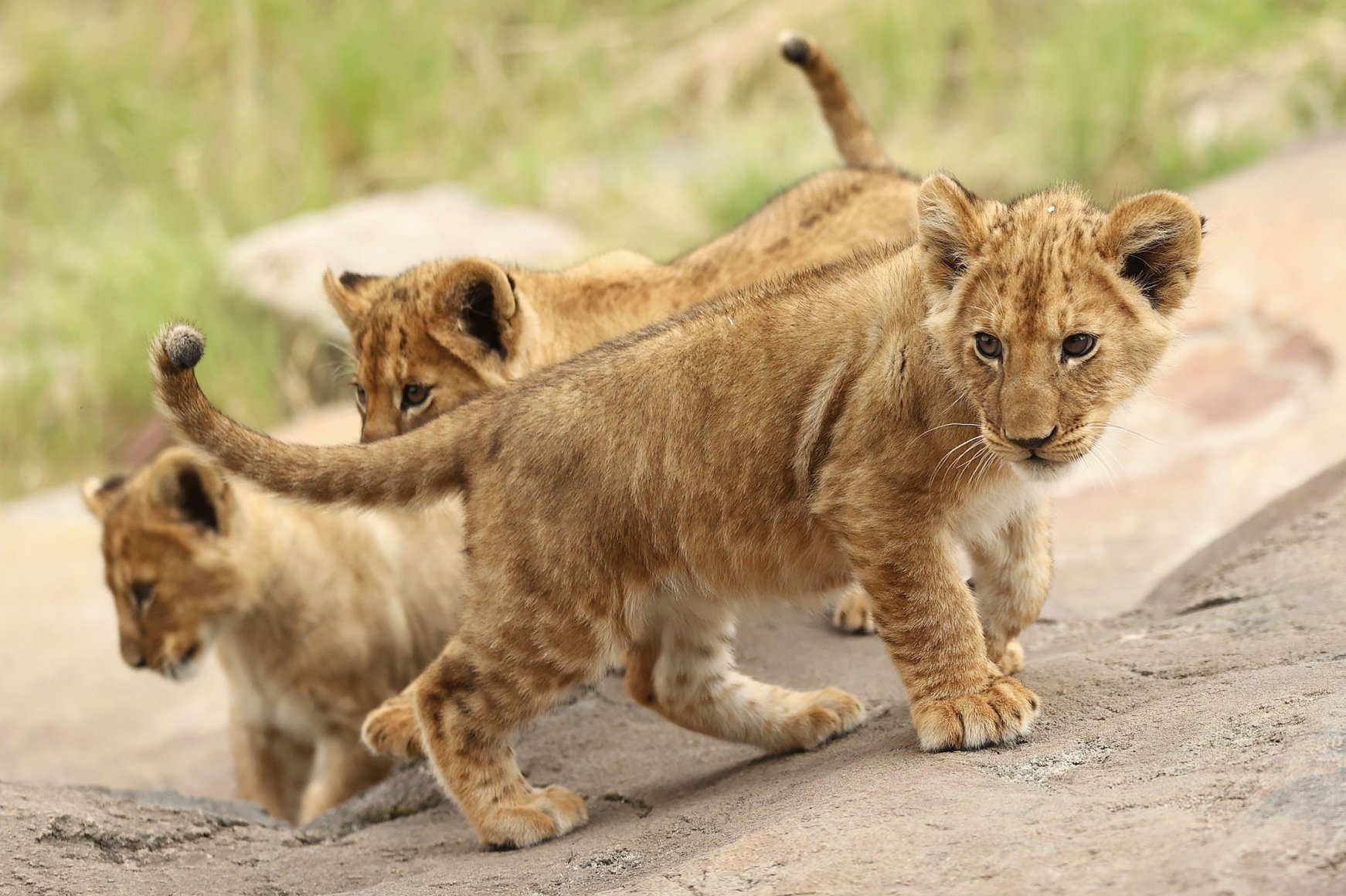 Photoshoot of the cute kind: Lion cubs make debut in Australian Zoo ...