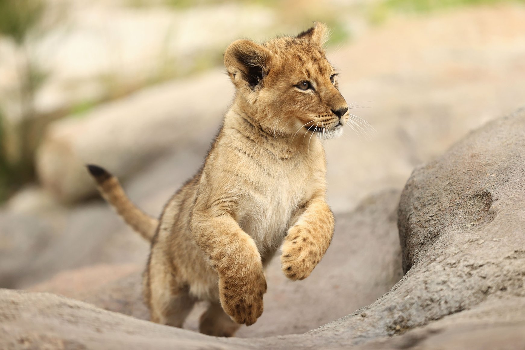 Photoshoot of the cute kind: Lion cubs make debut in Australian Zoo ...