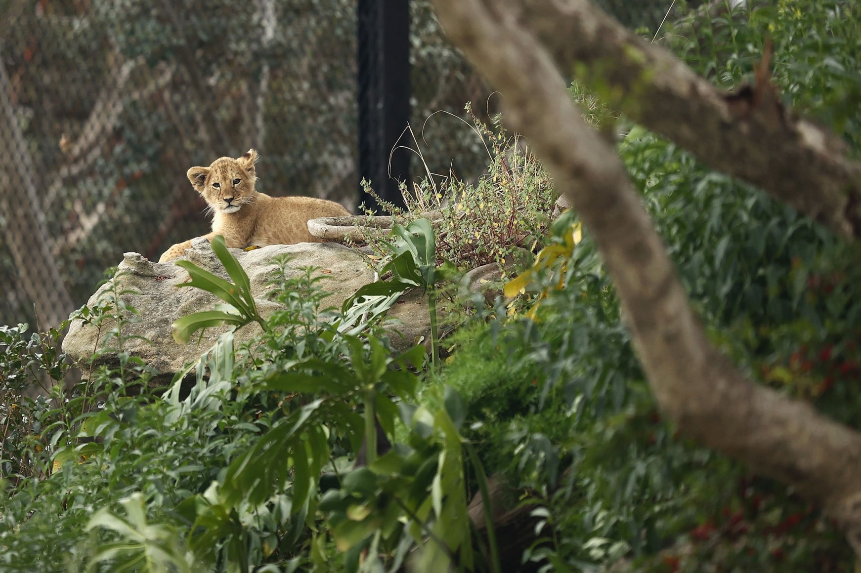 Photoshoot of the cute kind: Lion cubs make debut in Australian Zoo ...