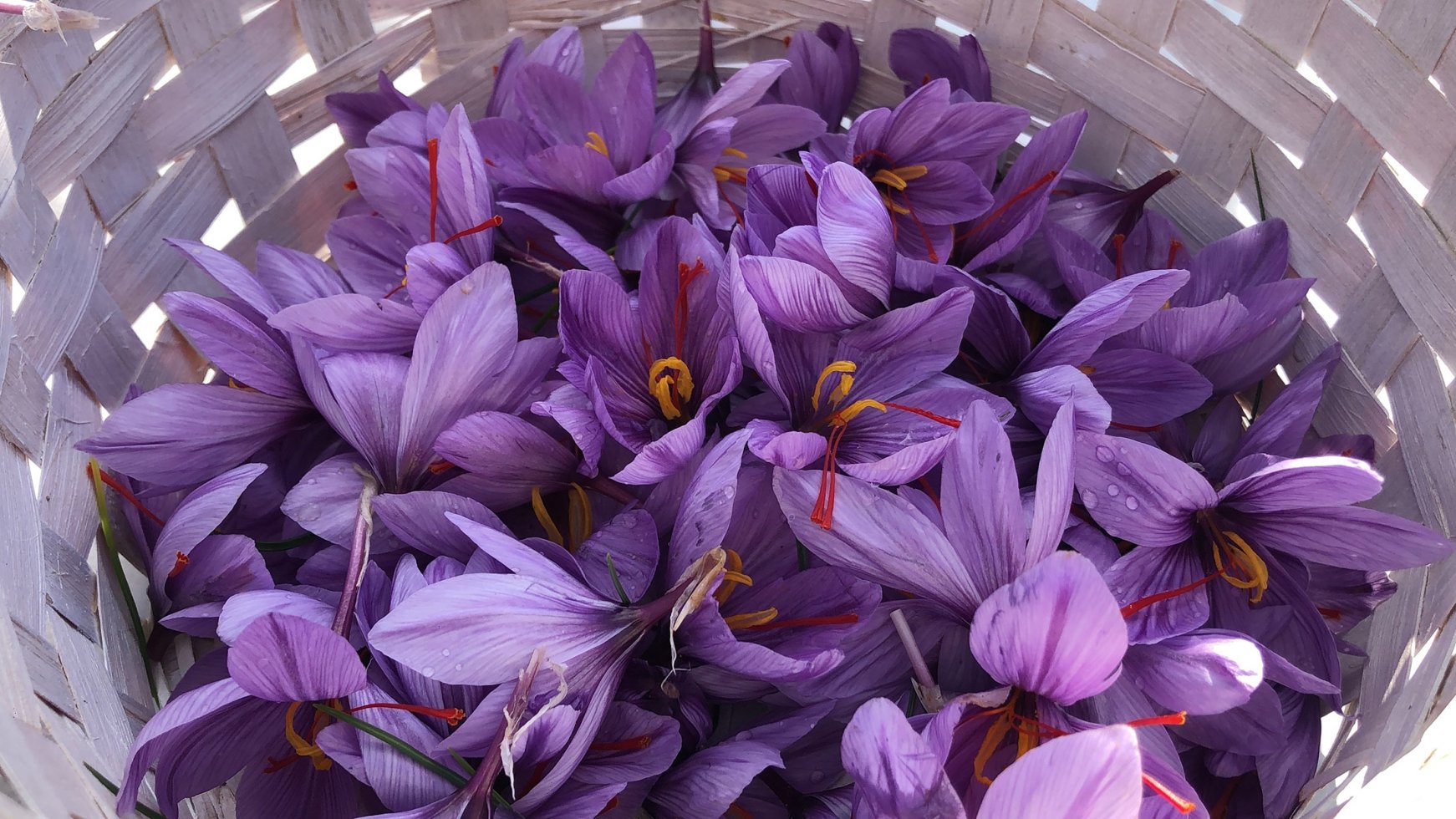 Spice must flow: Turkey's saffron harvest in full swing | Daily Sabah