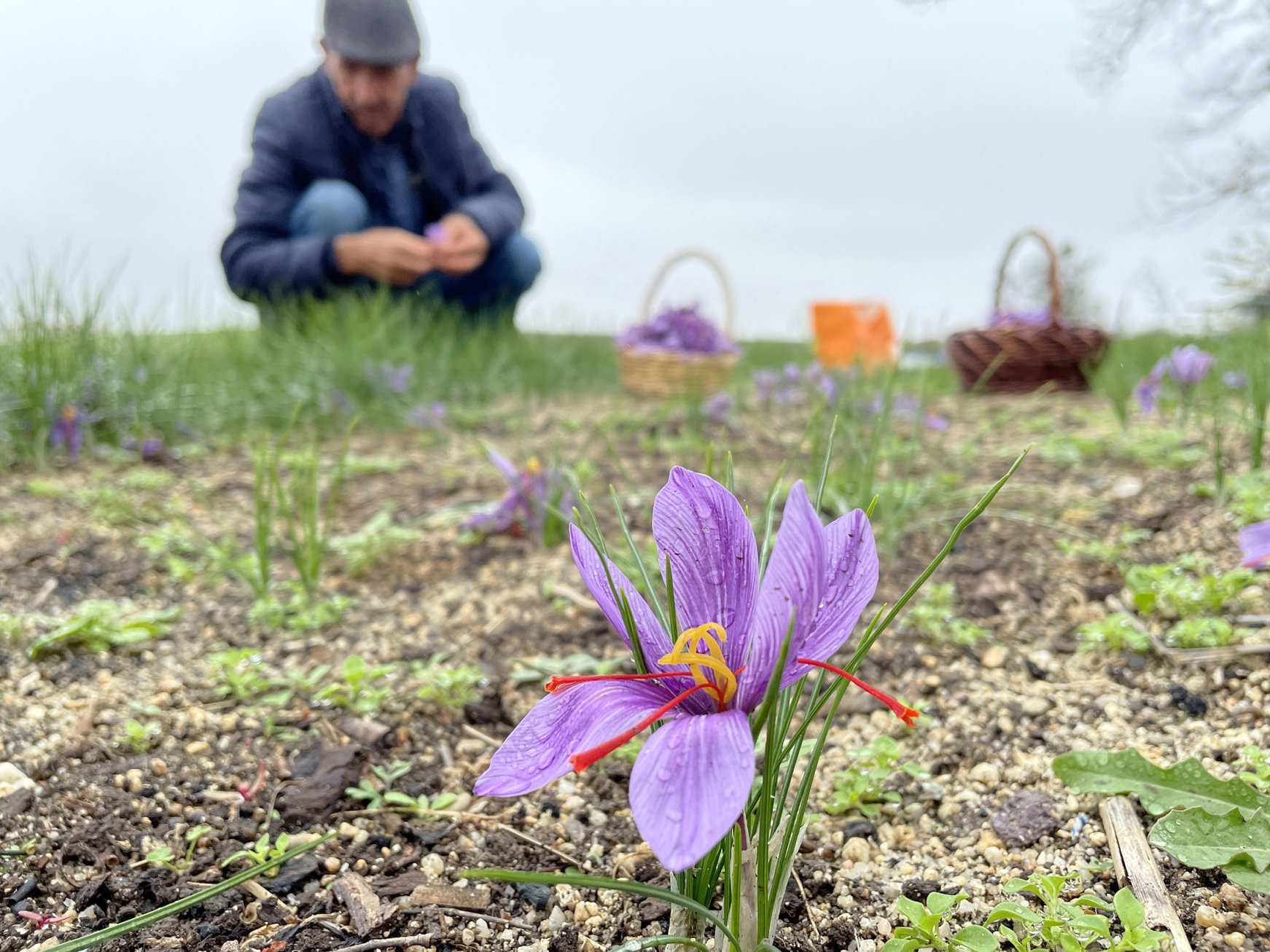 Spice must flow: Turkey's saffron harvest in full swing | Daily Sabah