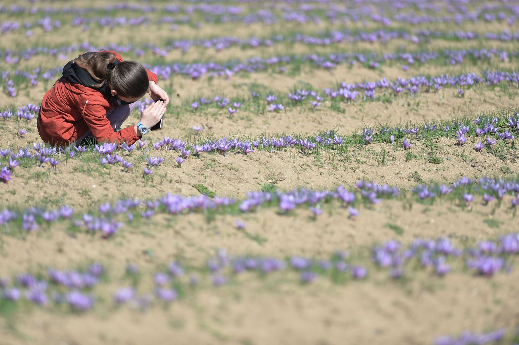 Spice must flow: Turkey's saffron harvest in full swing | Daily Sabah