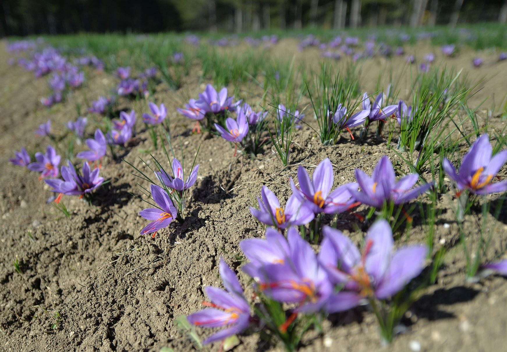 Spice must flow: Turkey's saffron harvest in full swing | Daily Sabah