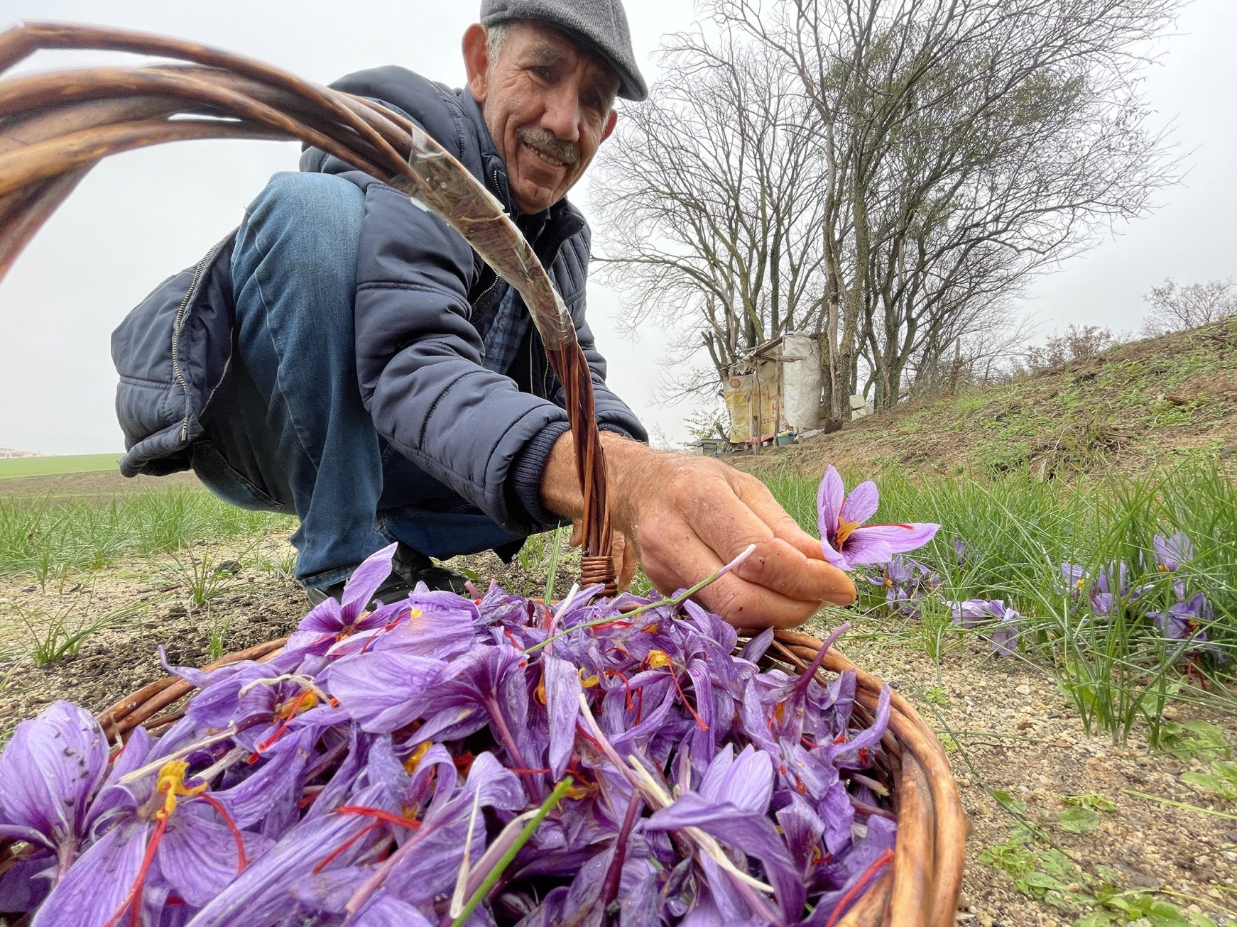 Spice must flow: Turkey's saffron harvest in full swing | Daily Sabah