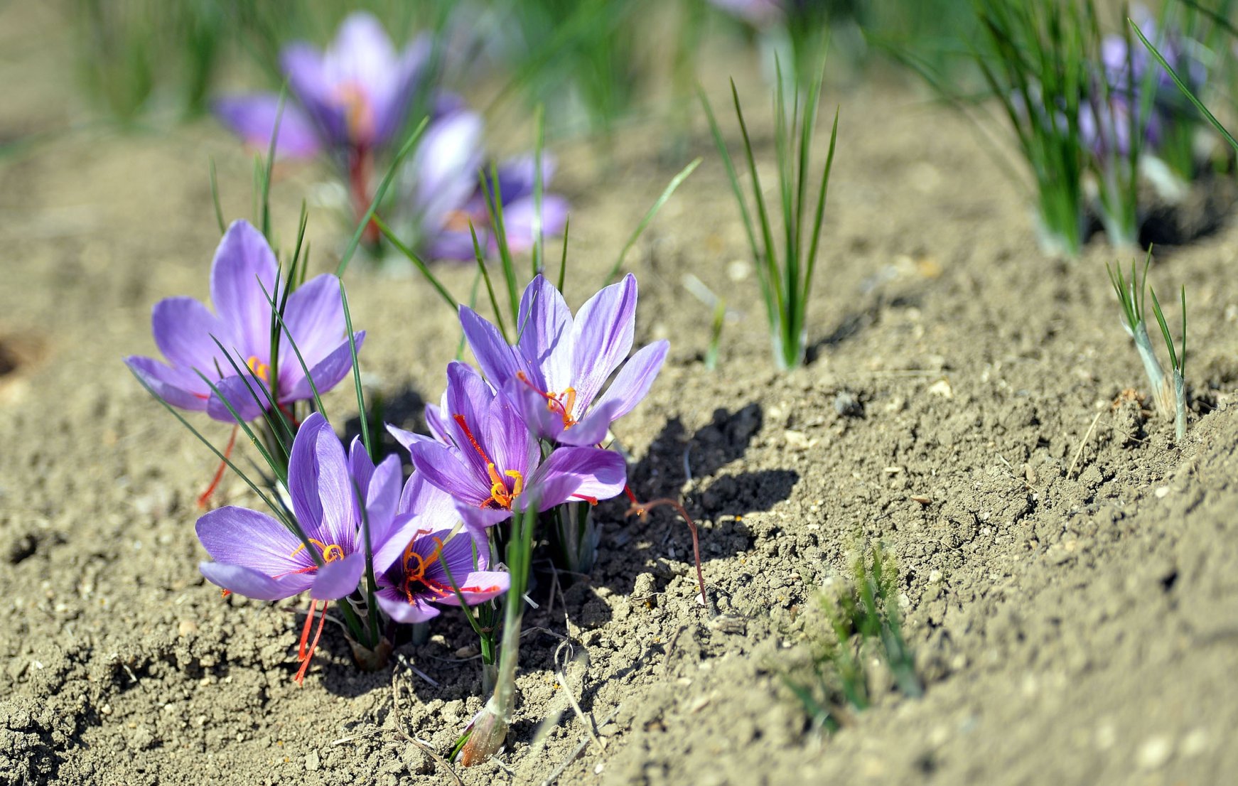 Spice must flow: Turkey's saffron harvest in full swing | Daily Sabah