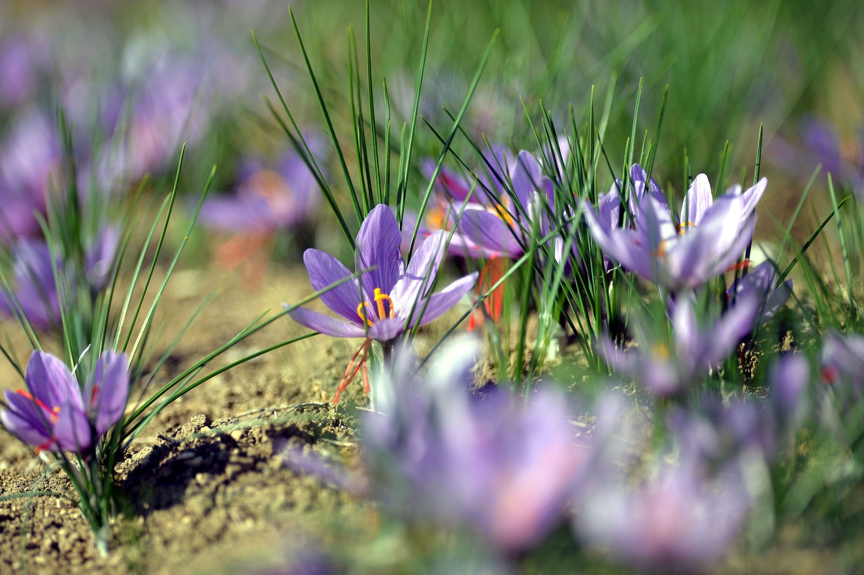 Spice must flow: Turkey's saffron harvest in full swing | Daily Sabah
