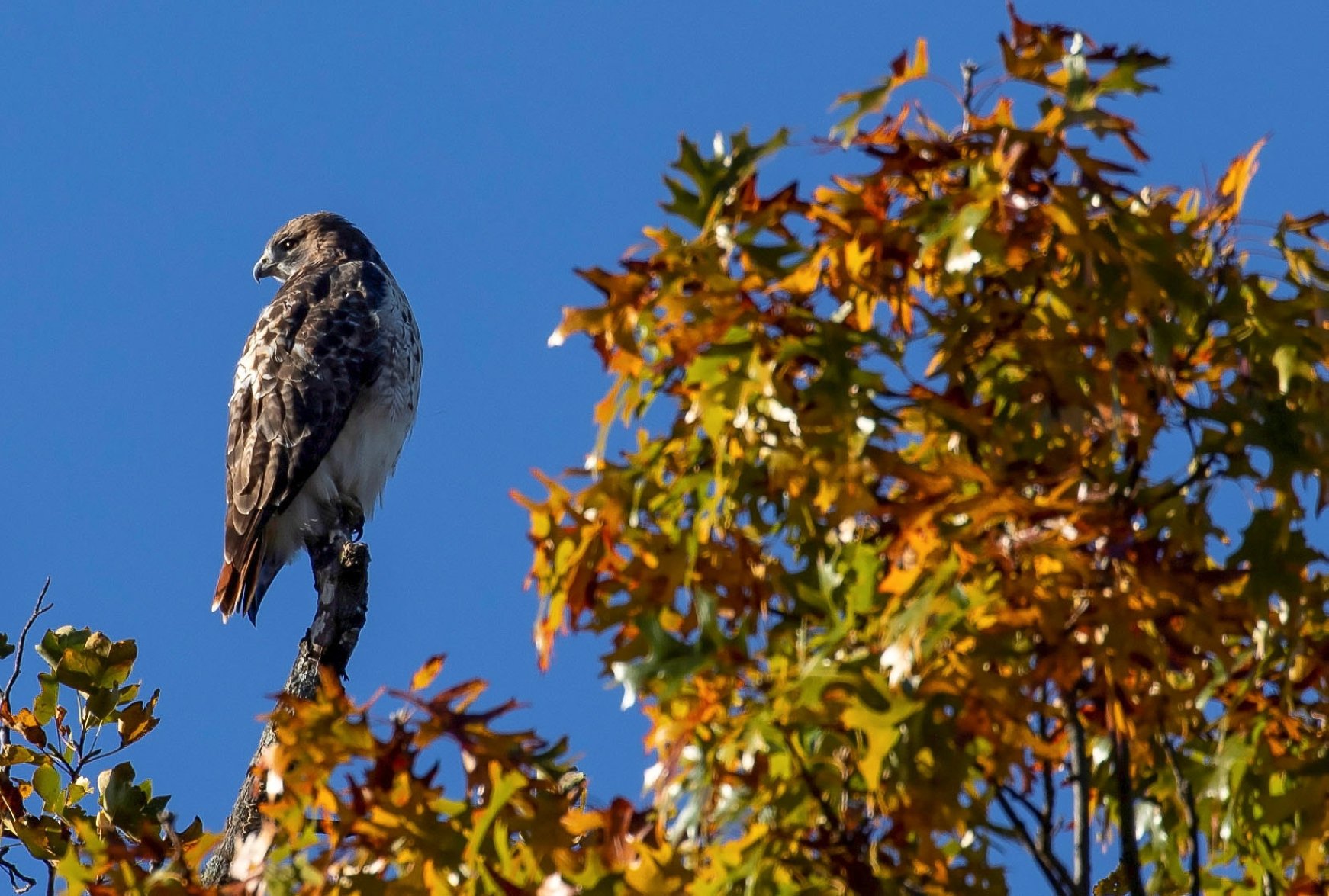 Breathtaking fall colors around the world | Daily Sabah