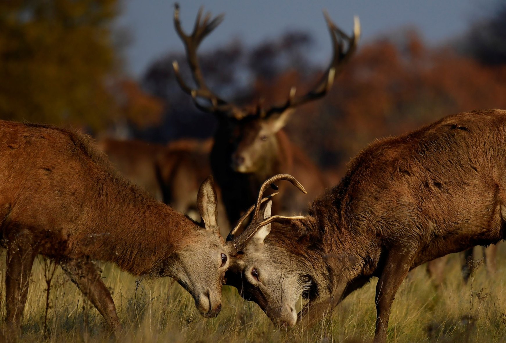 Fawning over fall: Meet the deer of London’s Richmond Park | Daily Sabah