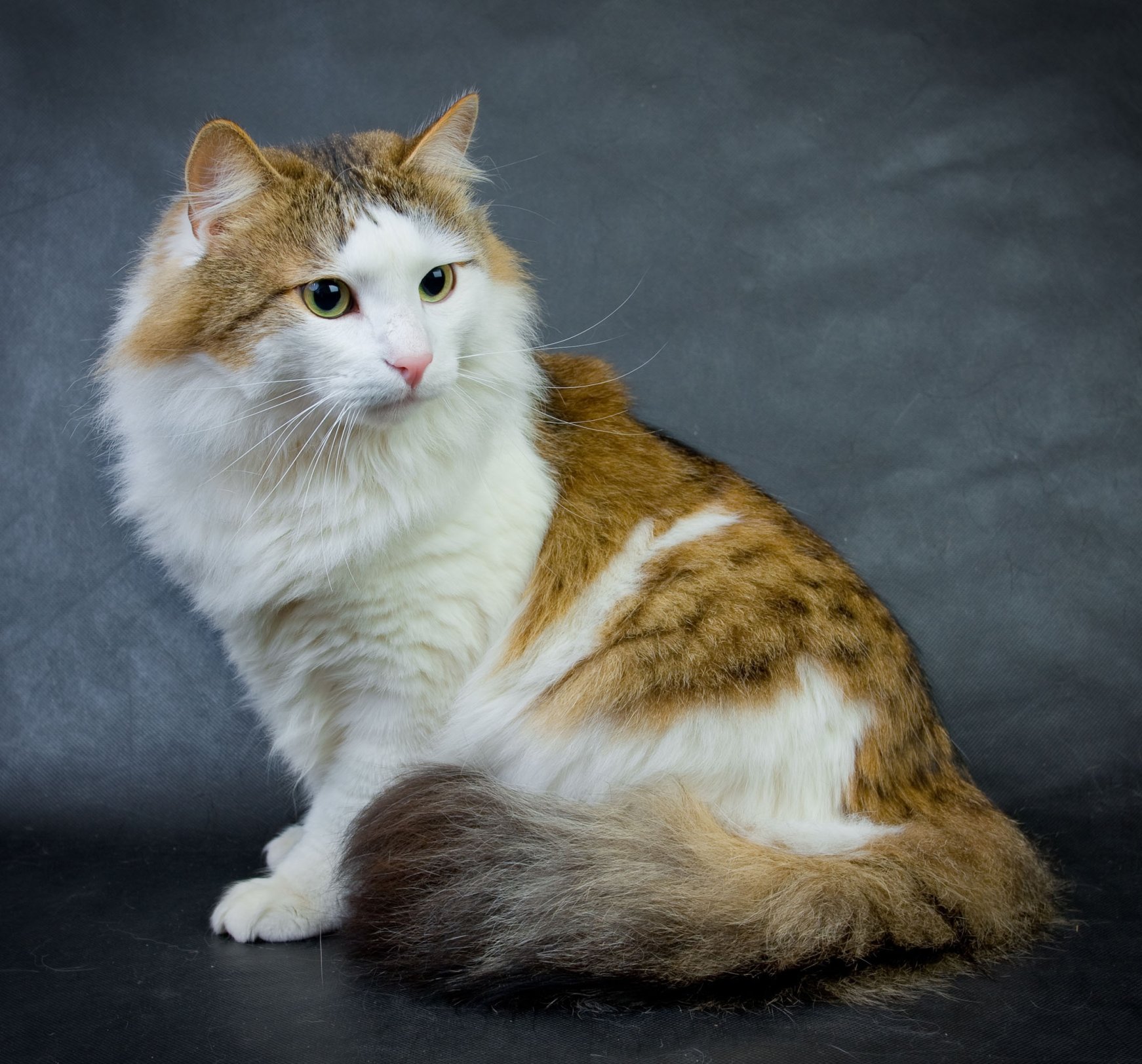 Golden feline ratio: Ranking the world’s most beautiful cat breeds ...