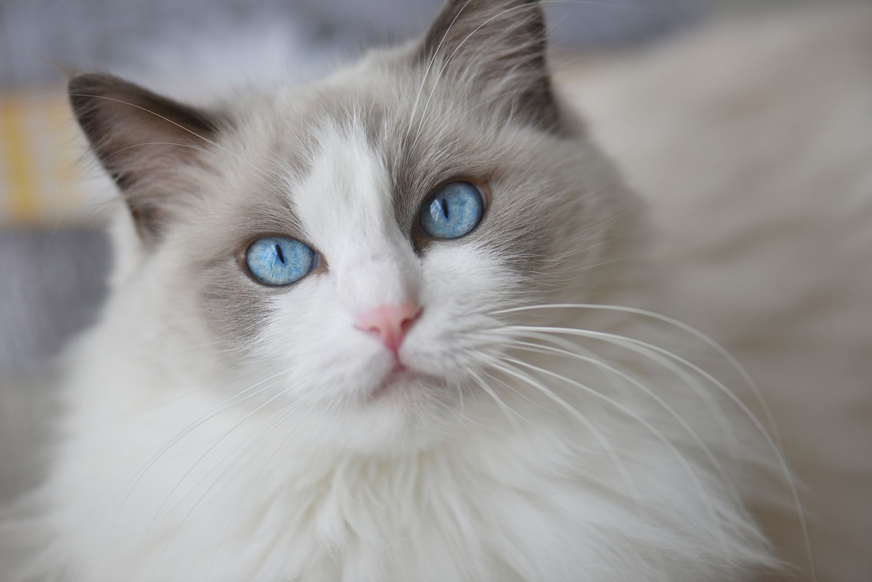 Golden feline ratio: Ranking the world’s most beautiful cat breeds ...