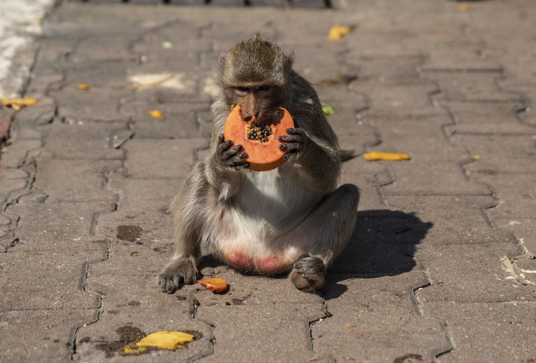 Primate banquet: Lopburi Monkey Festival celebrates reopening | Daily Sabah