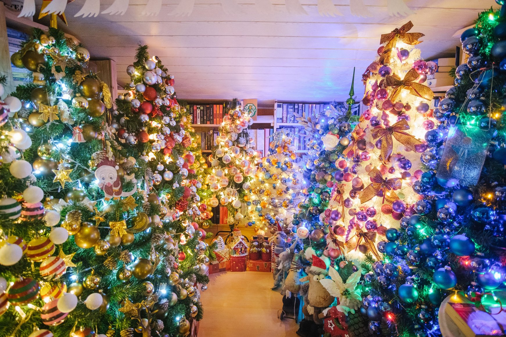 Oh, Christmas tree: German breaks record with 444 trees at home | Daily ...