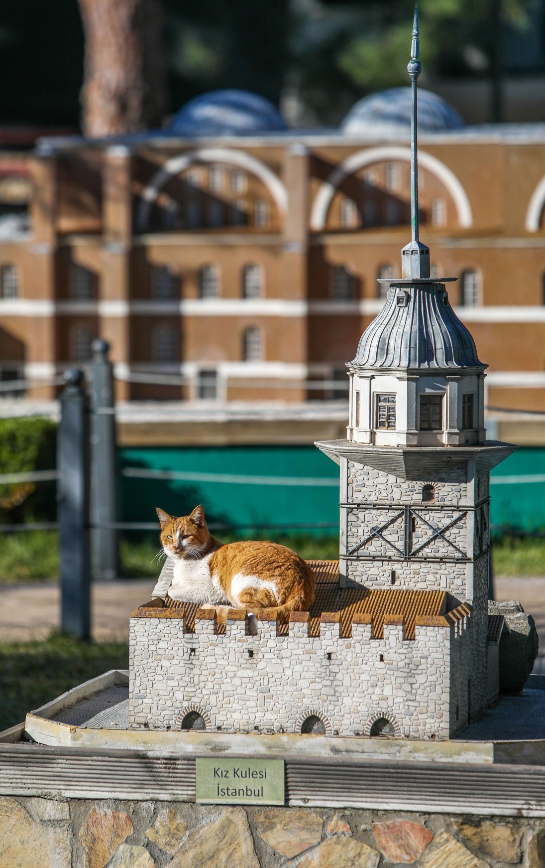 Giant cats or just tiny buildings? Felines take over miniature park ...