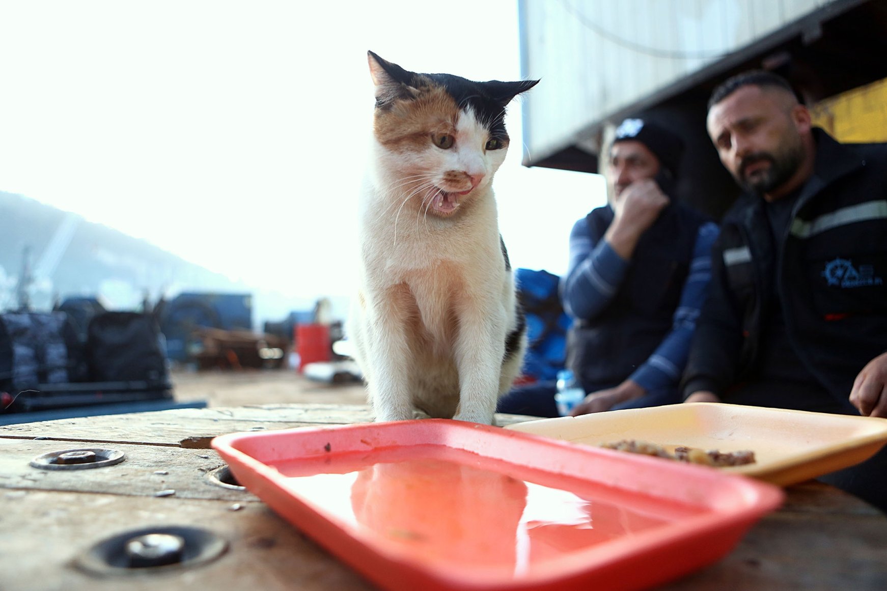 All paws on deck! Cat sails high seas with caring crew | Daily Sabah