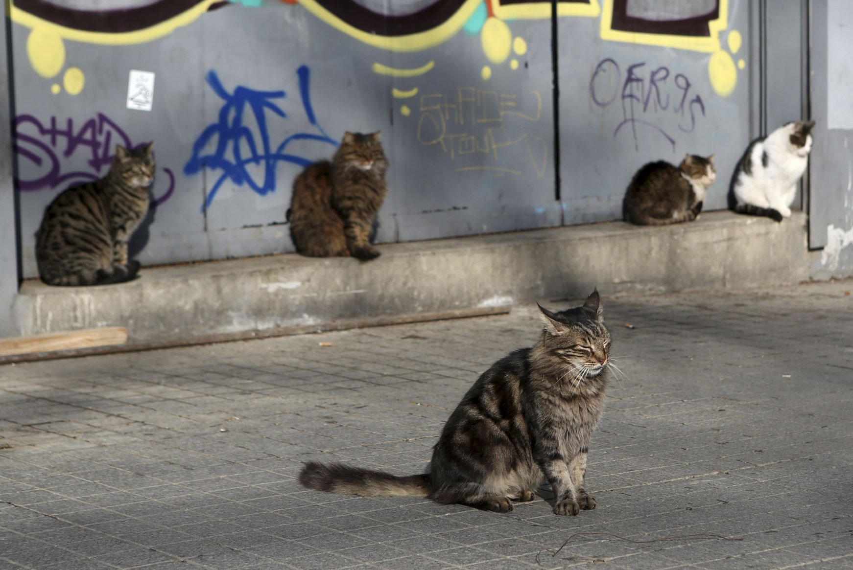 Turkey: The land of cats | Daily Sabah