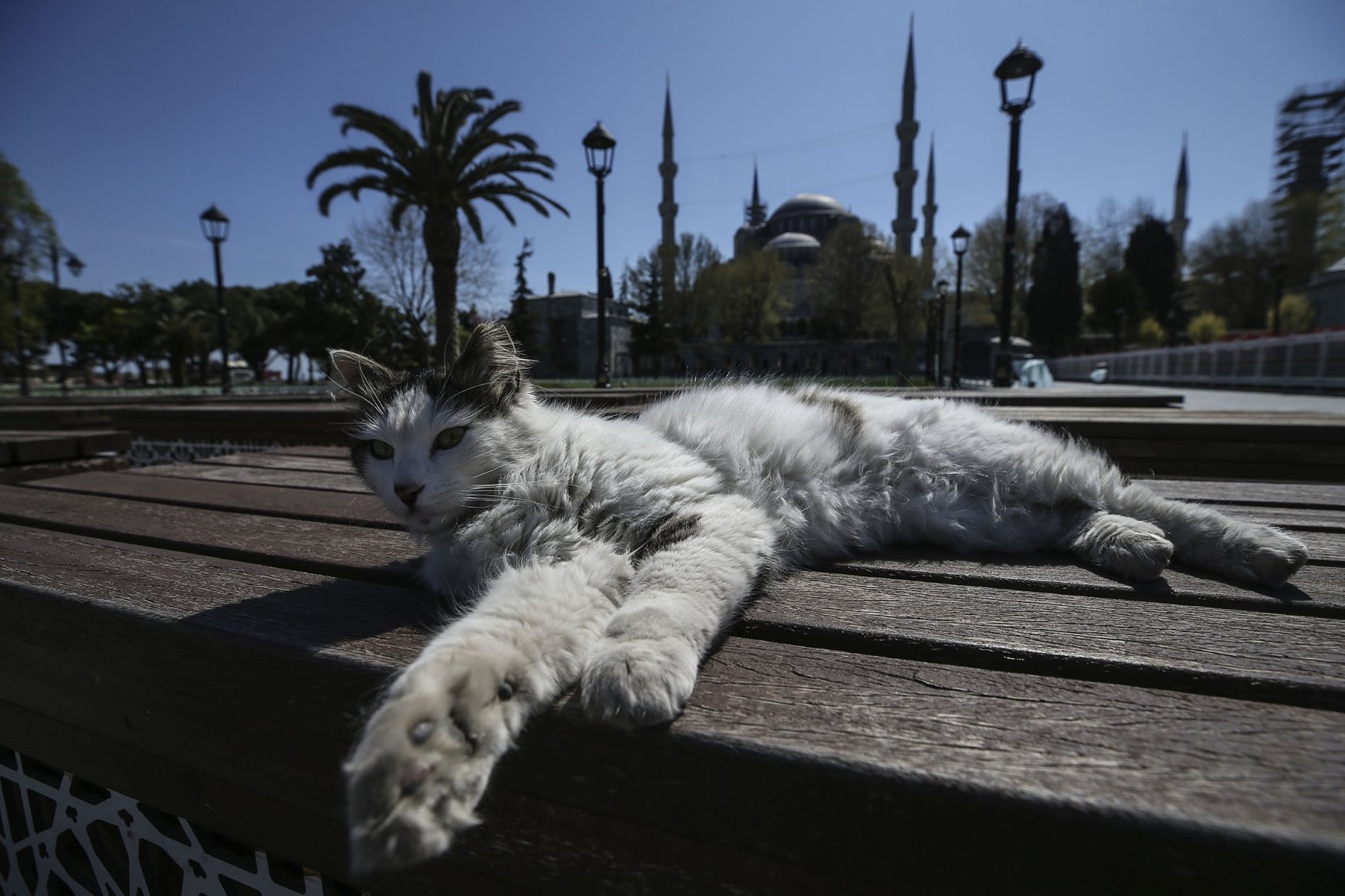 Turkey: The land of cats | Daily Sabah