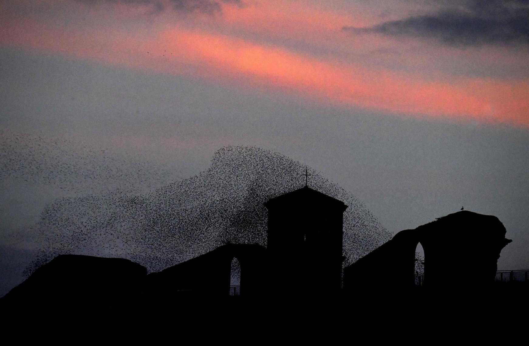 Murmuration of migrating starlings grace the skies | Daily Sabah